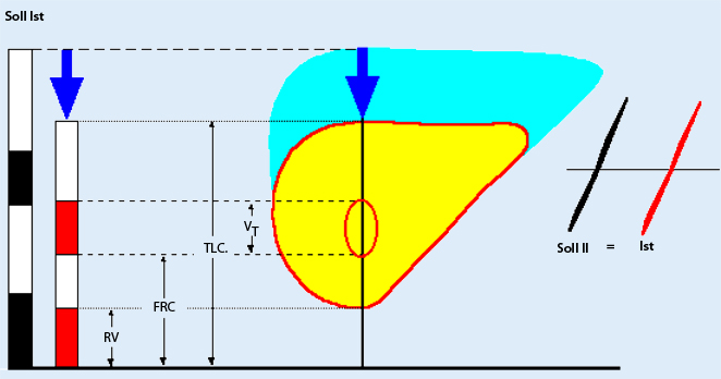 Lungenfunktion | SpringerLink