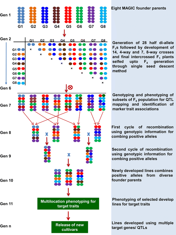 MAGIC populations in crops: current status and future prospects ...