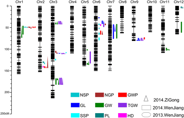 Dissecting the genetic basis of heavy panicle hybrid rice uncovered ...
