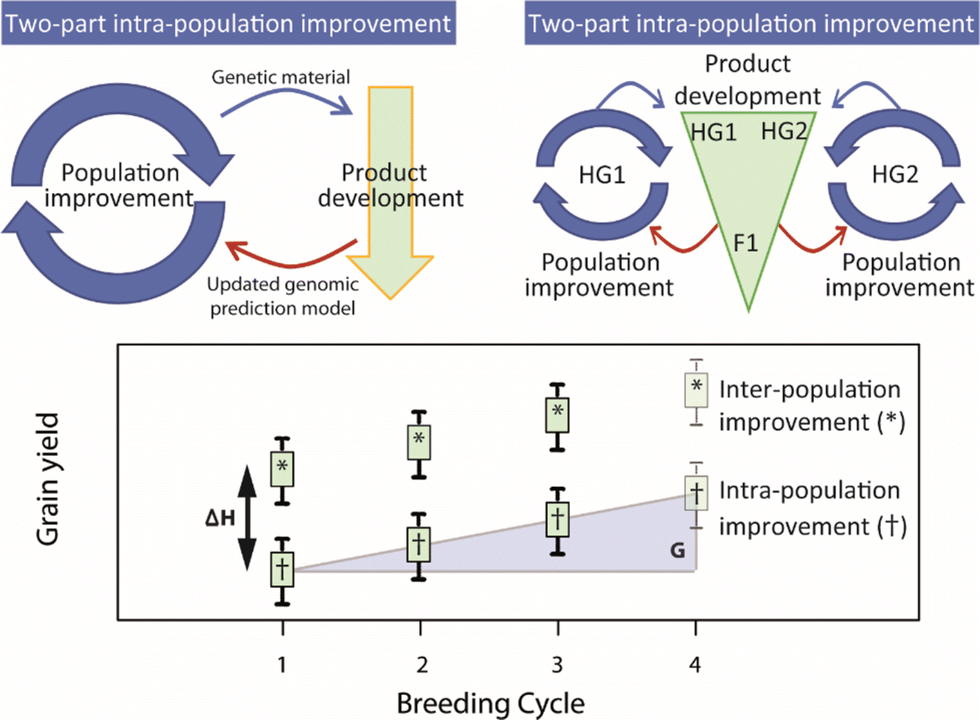 Reciprocal Recurrent Genomic Selection An Attractive Tool To Leverage