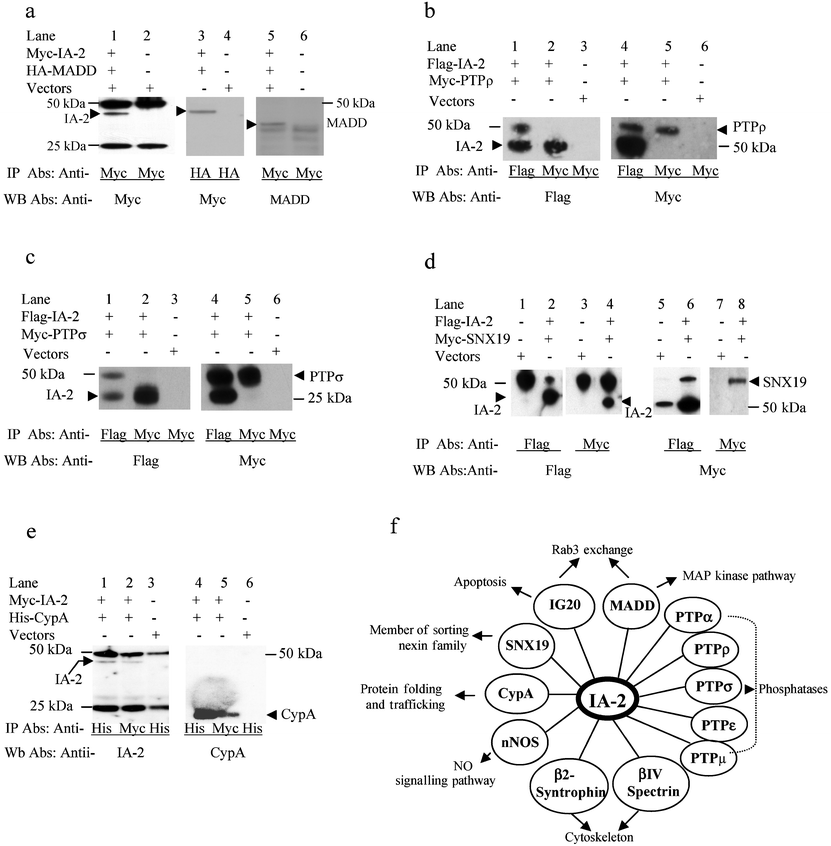 The IA-2 interactome | SpringerLink