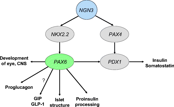 Not for the eyes only: PAX6 and glucose metabolism | SpringerLink