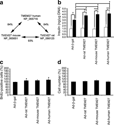 The role of transmembrane protein 27 (TMEM27) in islet physiology and ...