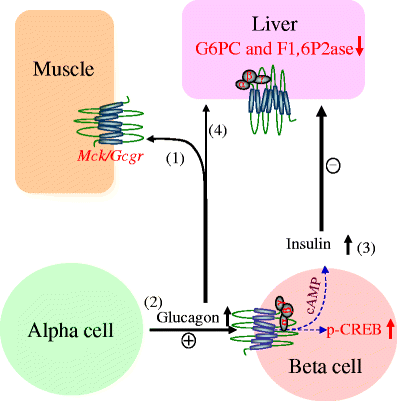 Ectopic expression of glucagon receptor in skeletal muscles improves ...