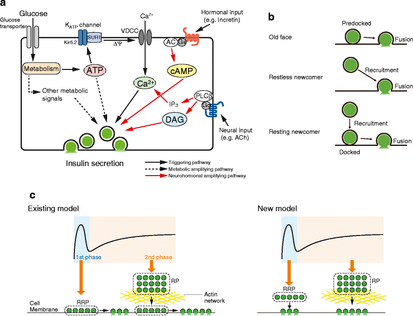 Cell signalling in insulin secretion: the molecular targets of ATP ...