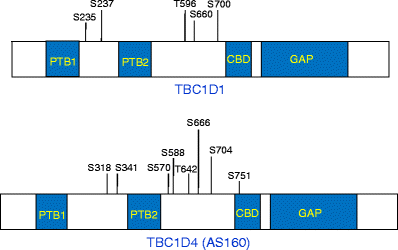 Roles of TBC1D1 and TBC1D4 in insulin- and exercise-stimulated glucose ...