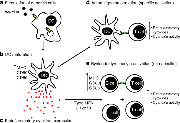 Lessons from the mouse: potential contribution of bystander lymphocyte ...