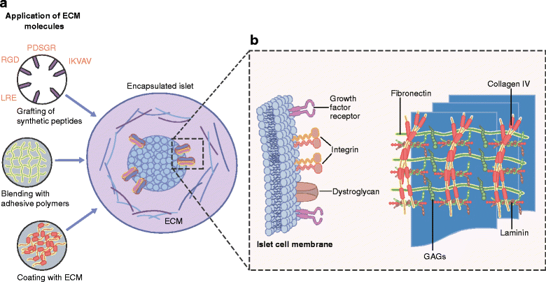 Extracellular matrix molecules and their potential contribution to the ...