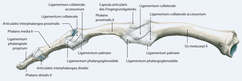 Operationsindikation bei Verletzungen der palmaren Platte des ...