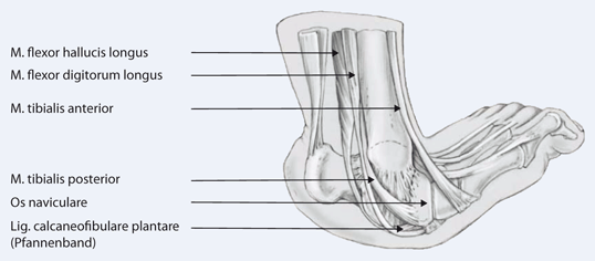 Talus verticalis | SpringerLink