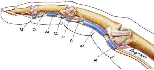 Ringbandrekonstruktion an der Hand | SpringerLink