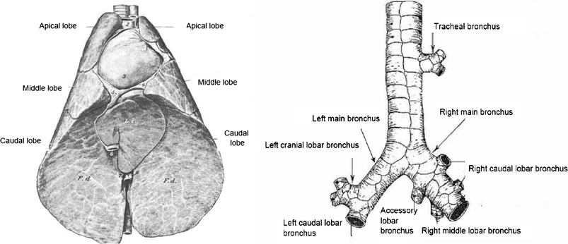 Nebulized and intravenous colistin in experimental pneumonia caused by ...