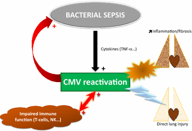 Cytomegalovirus reactivation in ICU patients | SpringerLink