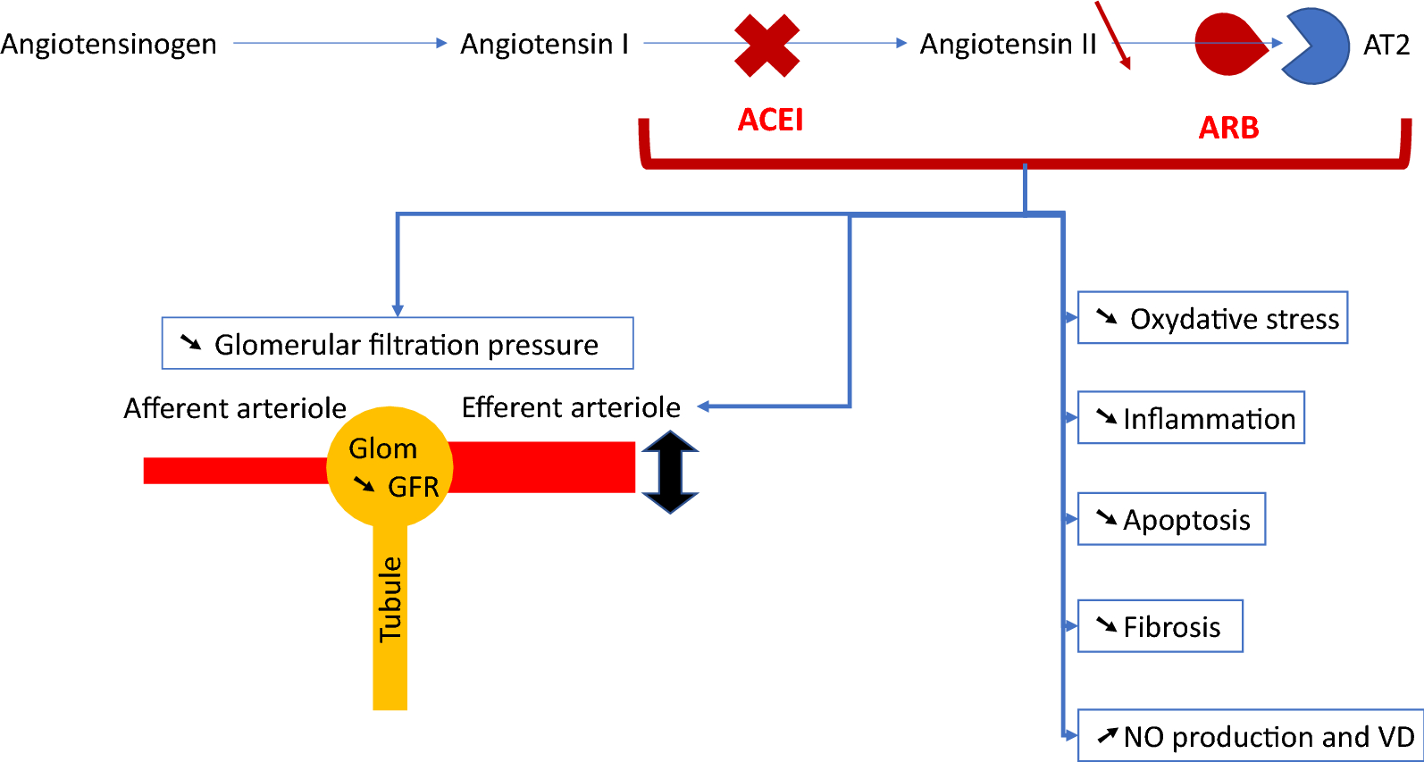 Angiotensin inhibition in patients with acute kidney injury: Dr. Jekyll ...