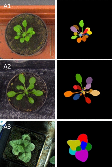 Leaf segmentation in plant phenotyping: a collation study | SpringerLink