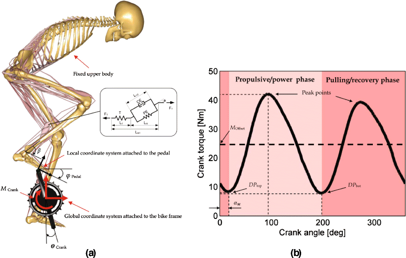 Prediction of crank torque and pedal angle profiles during pedaling ...