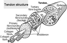 Functional anatomy of the Achilles tendon | SpringerLink