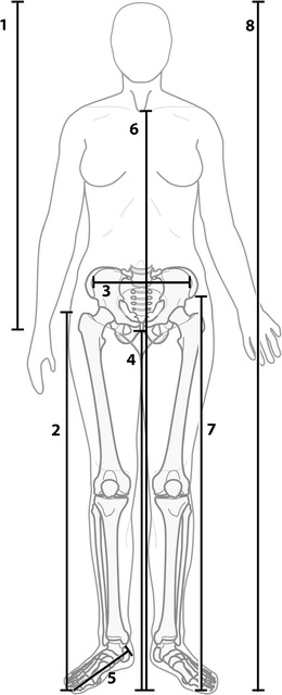 The relationship between anthropometric measurements and the bony ...
