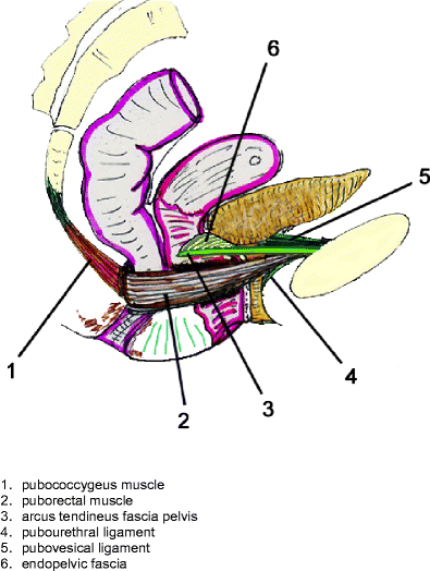 Cystocele and functional anatomy of the pelvic floor: review and update ...