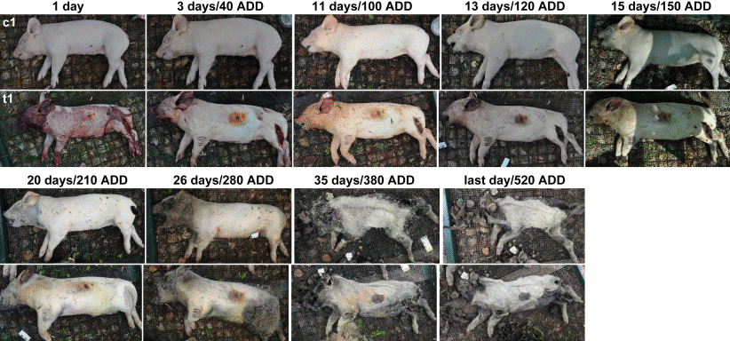 Decomposition rate of intact and injured piglet cadavers | SpringerLink