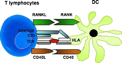 Do RANKL inhibitors (denosumab) affect inflammation and immunity ...