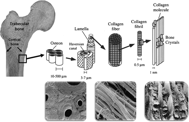 Bone mineralization: from tissue to crystal in normal and pathological ...
