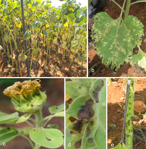 Specific PCR-based detection of Alternaria helianthi: the cause of ...