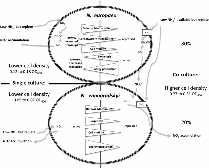 Interactions of Nitrosomonas europaea and Nitrobacter winogradskyi ...