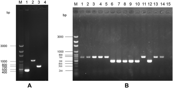 A capsule/lipopolysaccharide/MLST genotype D/L6/ST11 of Pasteurella ...