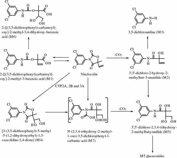 In vitro metabolism of the anti-androgenic fungicide vinclozolin by rat ...