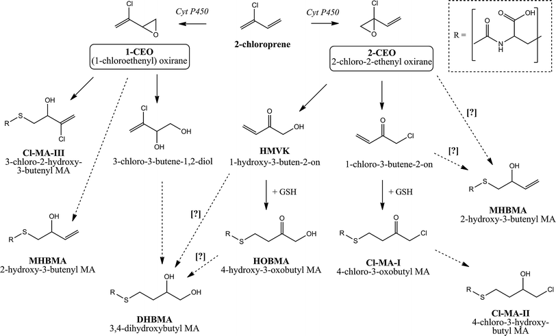 Excretion of mercapturic acids in human urine after occupational ...