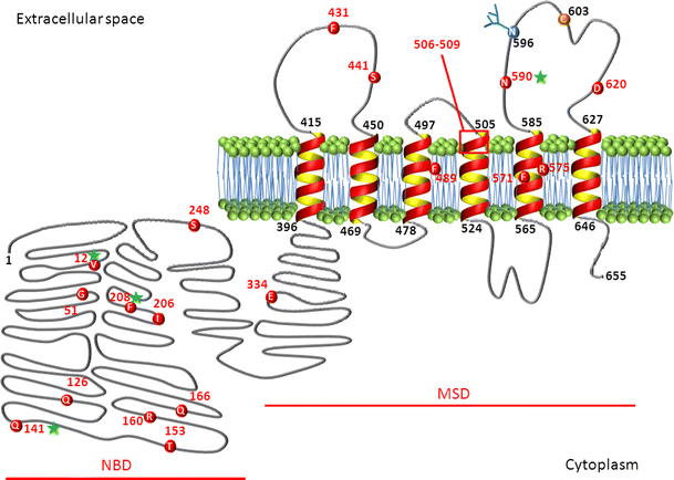 Structure and function of BCRP, a broad specificity transporter of ...