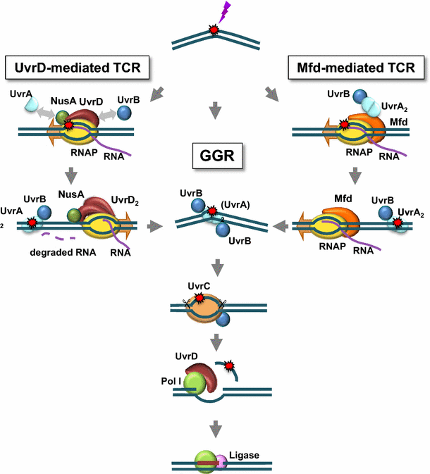 Transcription-coupled repair: an update | SpringerLink