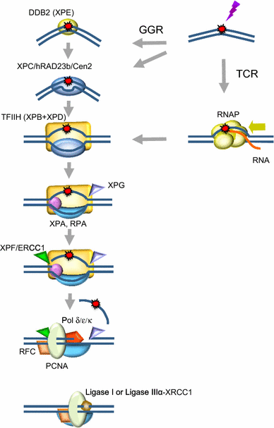 Transcription-coupled repair: an update | SpringerLink