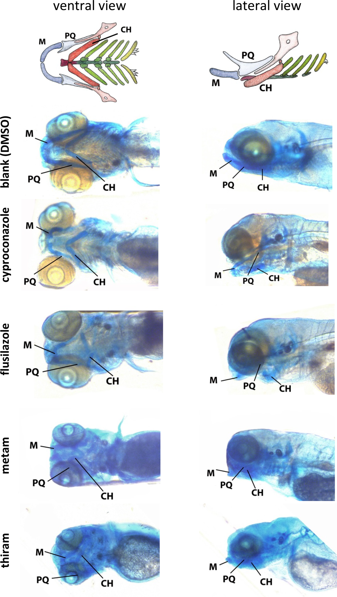 Head skeleton malformations in zebrafish ( Danio rerio) to assess ...