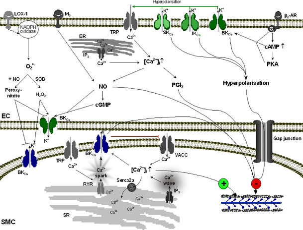 Vascular large conductance calcium-activated potassium channels ...