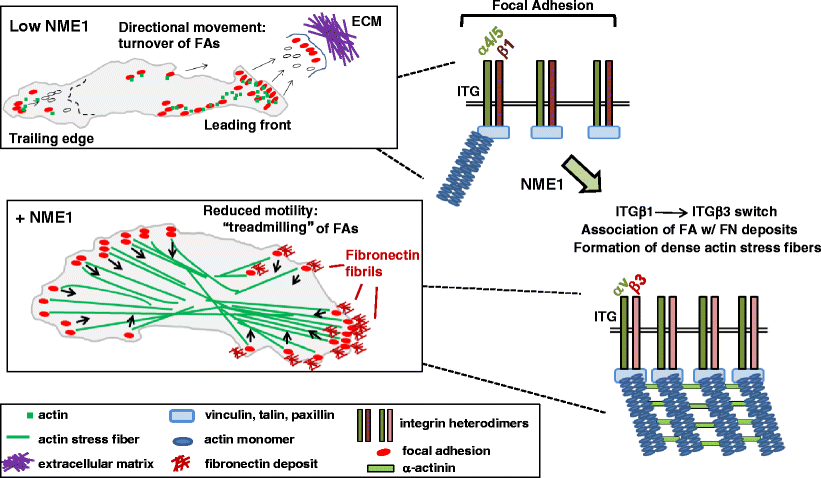 Dual functions of NME1 in suppression of cell motility and enhancement ...