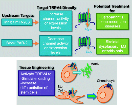 TRPV4 as a therapeutic target for joint diseases | SpringerLink