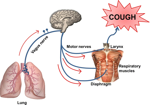 Targeting TRP channels for chronic cough: from bench to bedside ...