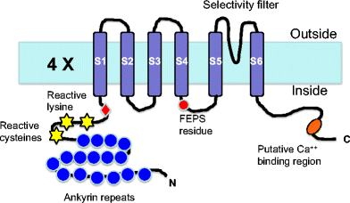 TRPA1 as a drug target—promise and challenges | SpringerLink