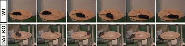 Impaired cliff avoidance reaction in dopamine transporter knockout mice ...