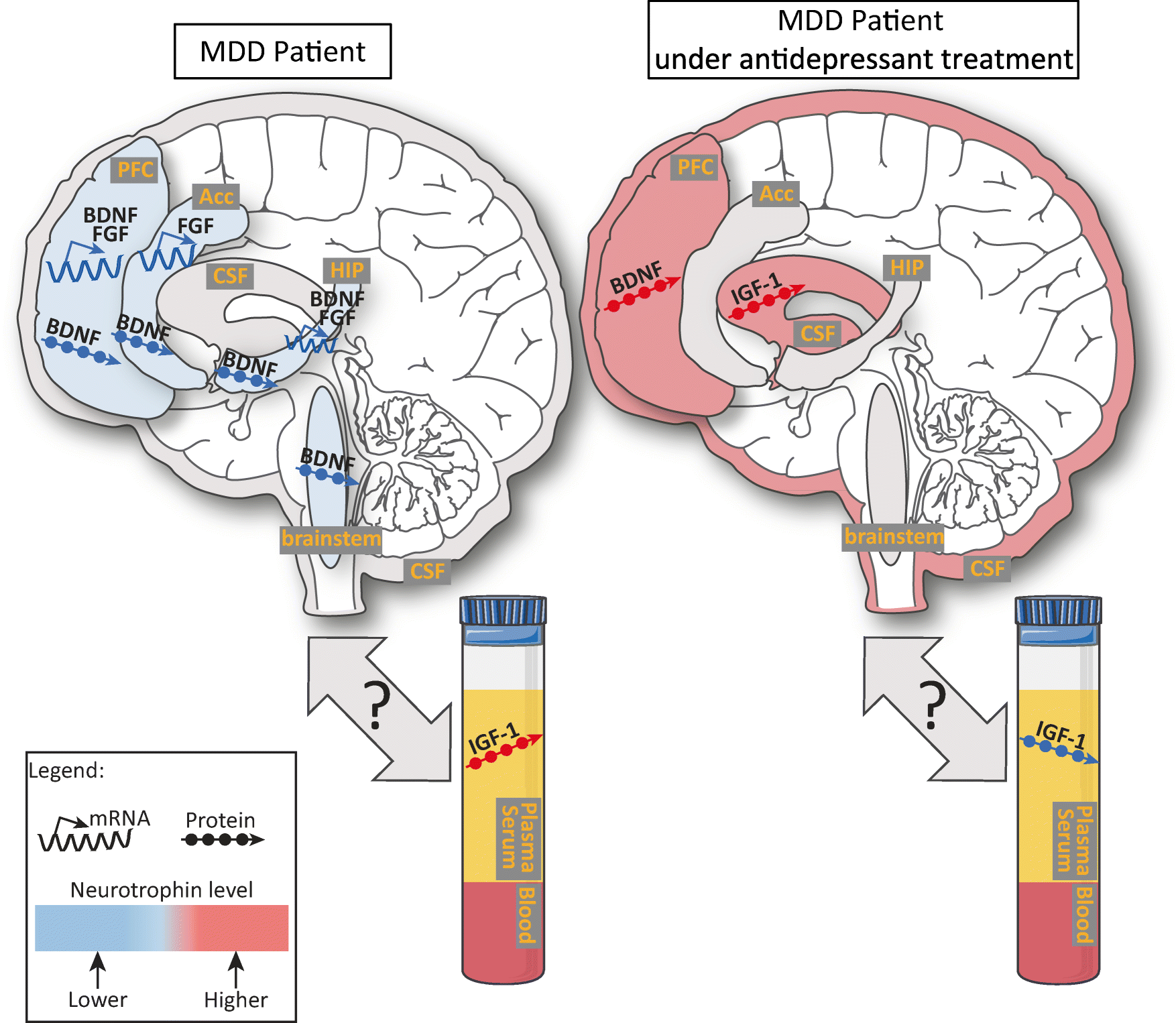 Neurotrophic factors and neuroplasticity pathways in the ...