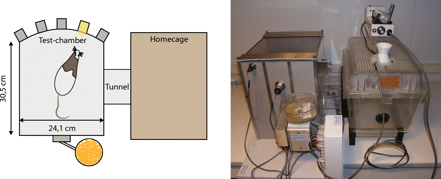 An automated home-cage-based 5-choice serial reaction time task for ...