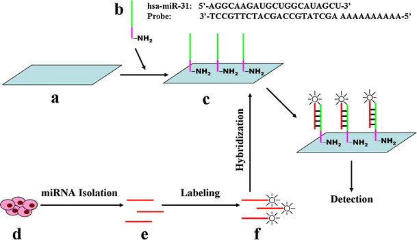 MicroRNA detection by microarray | SpringerLink