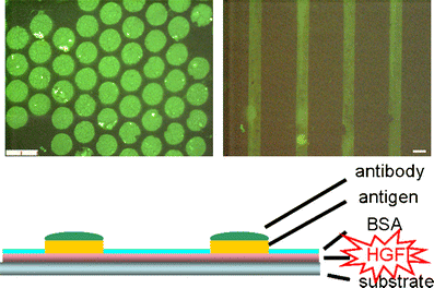 Surface modification using a novel type I hydrophobin HGFI | SpringerLink