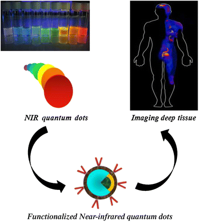 Near-infrared quantum dots for deep tissue imaging | SpringerLink