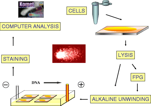 The comet assay in nanotoxicology research | SpringerLink