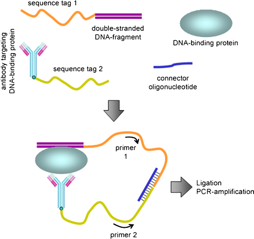 Analysis of DNA–protein interactions: from nitrocellulose filter ...