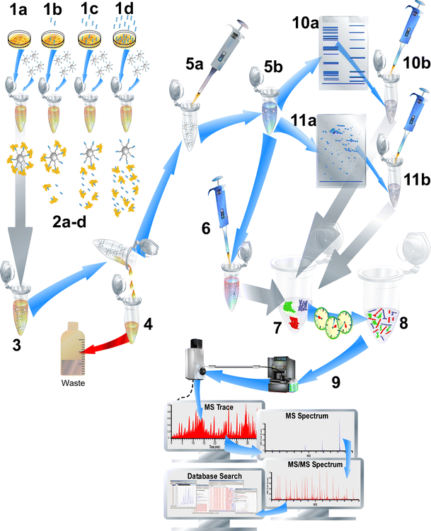 Studying protein–protein affinity and immobilized ligand–protein ...
