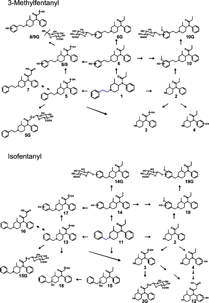 Qualitative studies on the metabolism and the toxicological detection ...